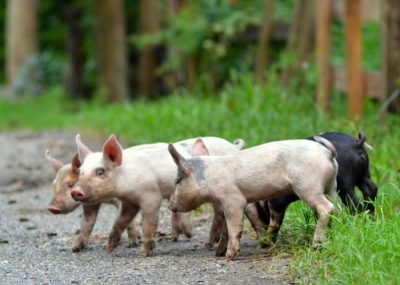 A Pig Feeding Guide for Raising Hogs - Countryside